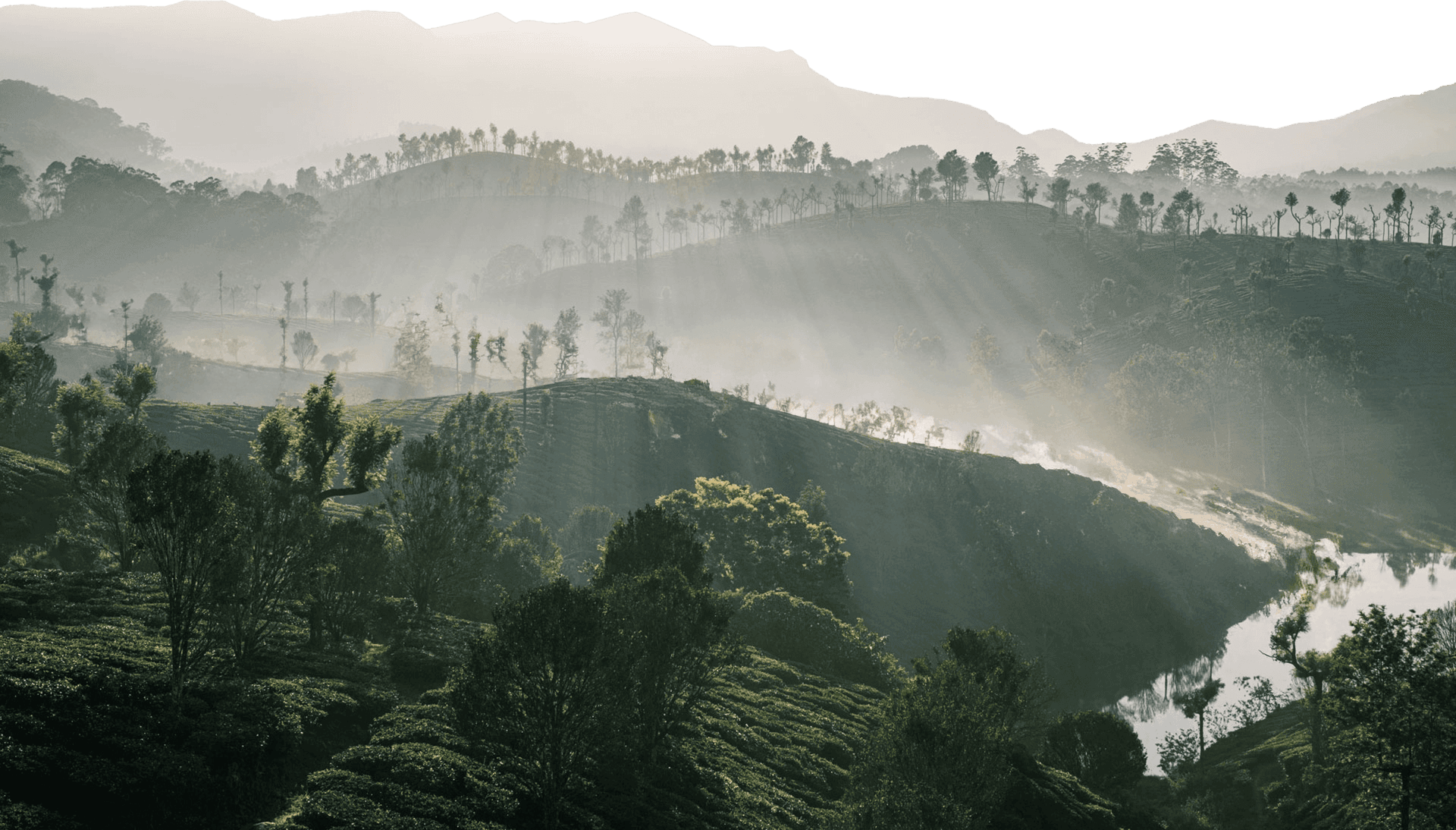 Peach Detox | Refresh and Cleanse | Yogi Tea