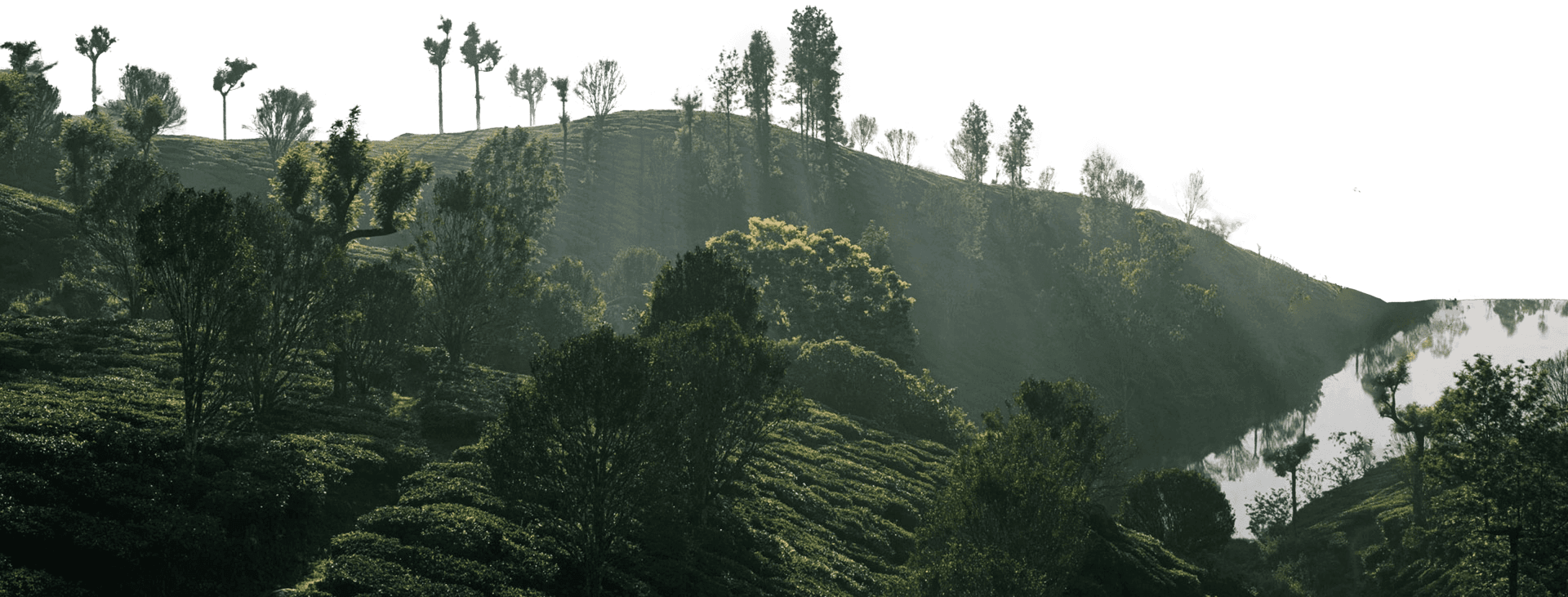 Kava Stress Relief | Relax and Unwind | Yogi Tea